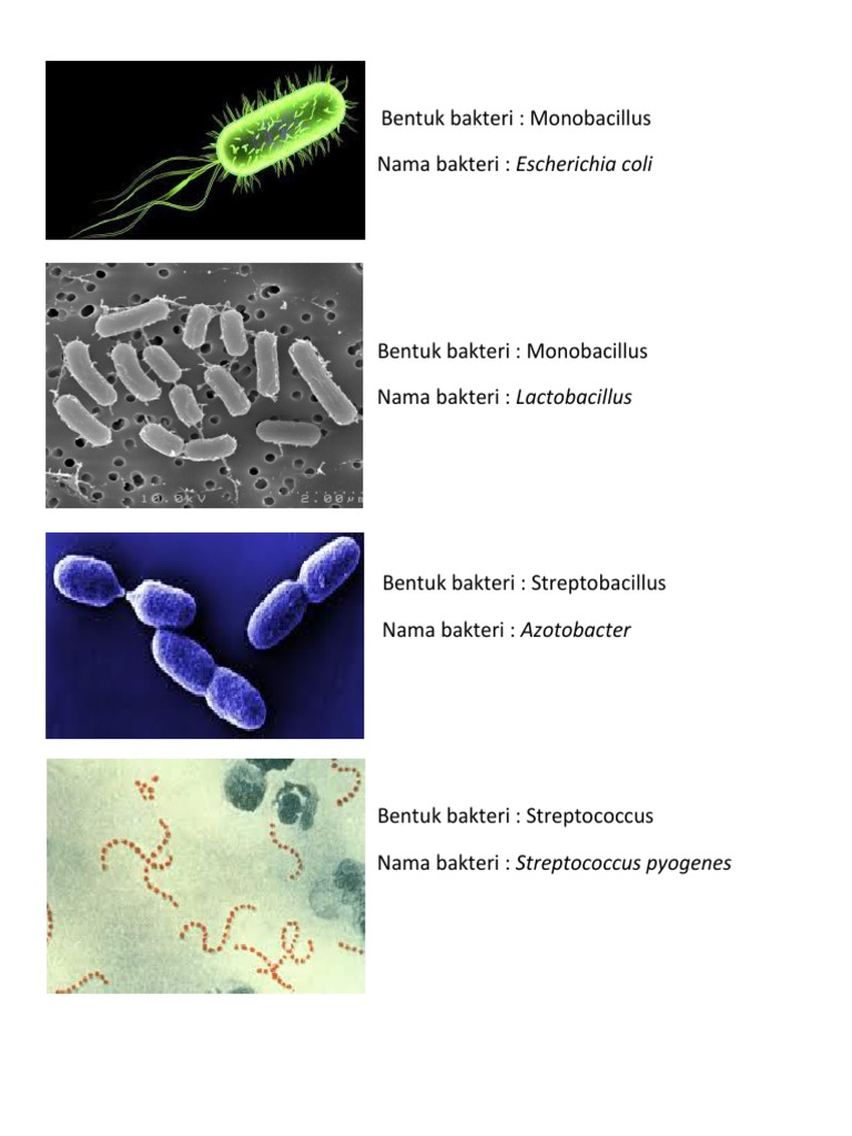 Bentuk Bakteri | PDF