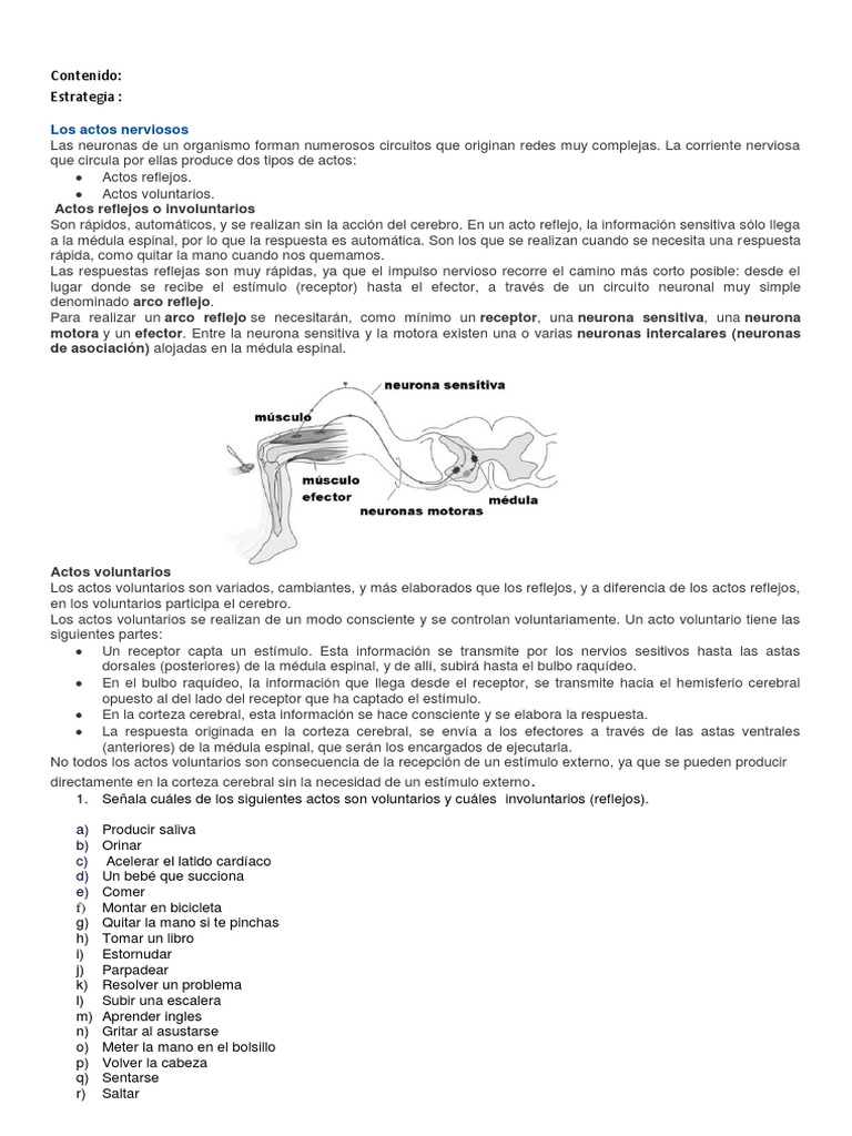 Acto Reflejos Sistema Nervioso | PDF | Neurona | Neurofisiología