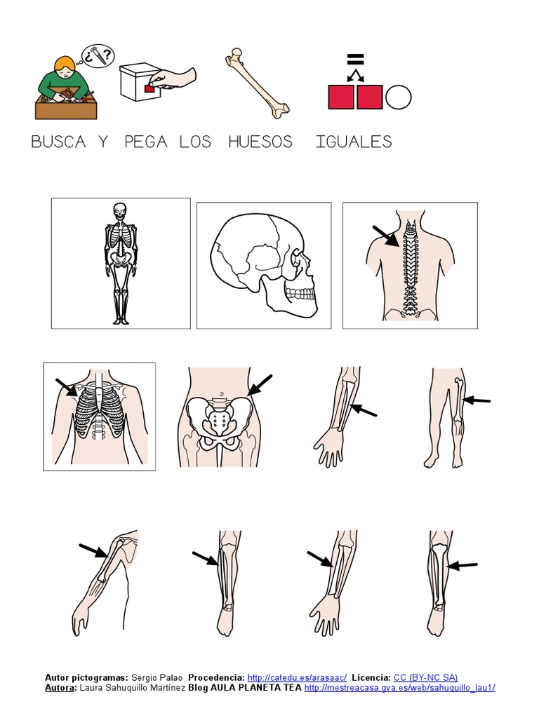 Identificación de los huesos del esqueleto humano | PDF