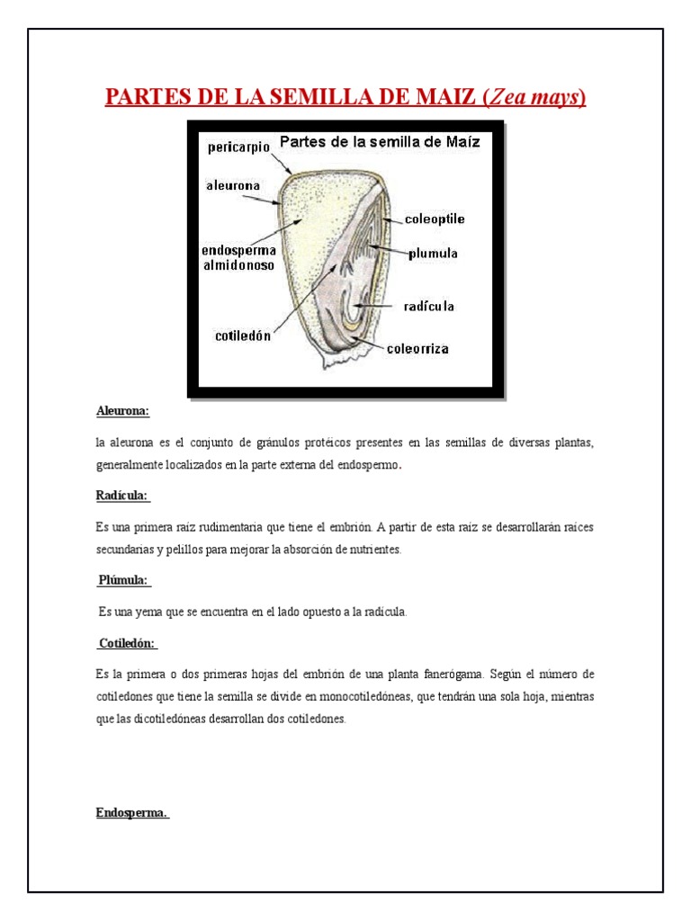 Partes De Una Semilla De Planta Etapa De Germinación