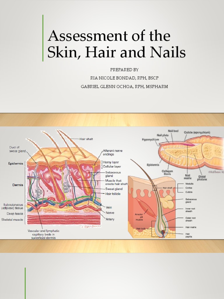 Skin, Hair, and Nails Assessment Guide | PDF