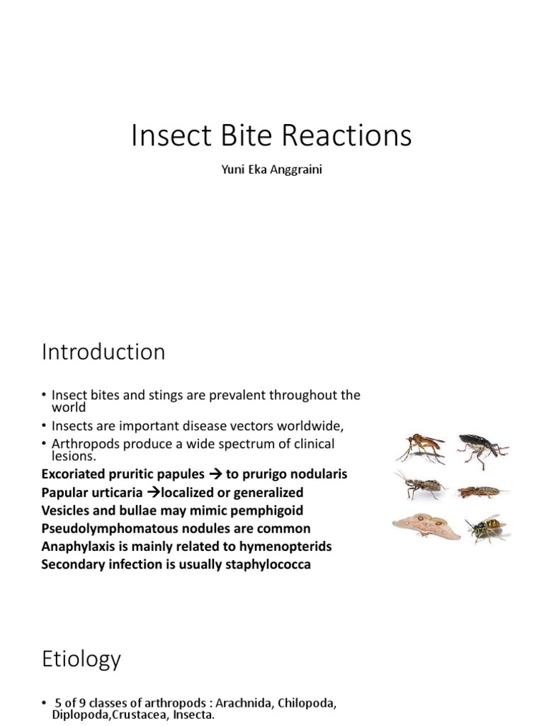 Insect Bite Reactions: Yuni Eka Anggraini | PDF | Cutaneous Conditions ...