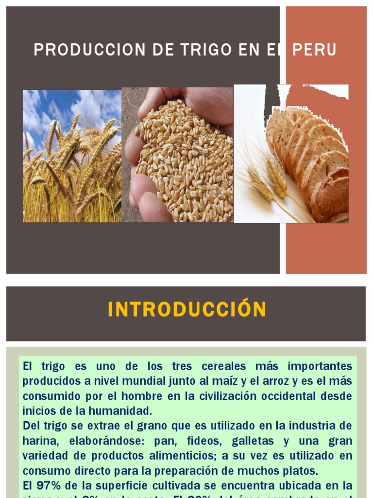 Produccion de Trigo en El Peru | PDF | Trigo | Cereales