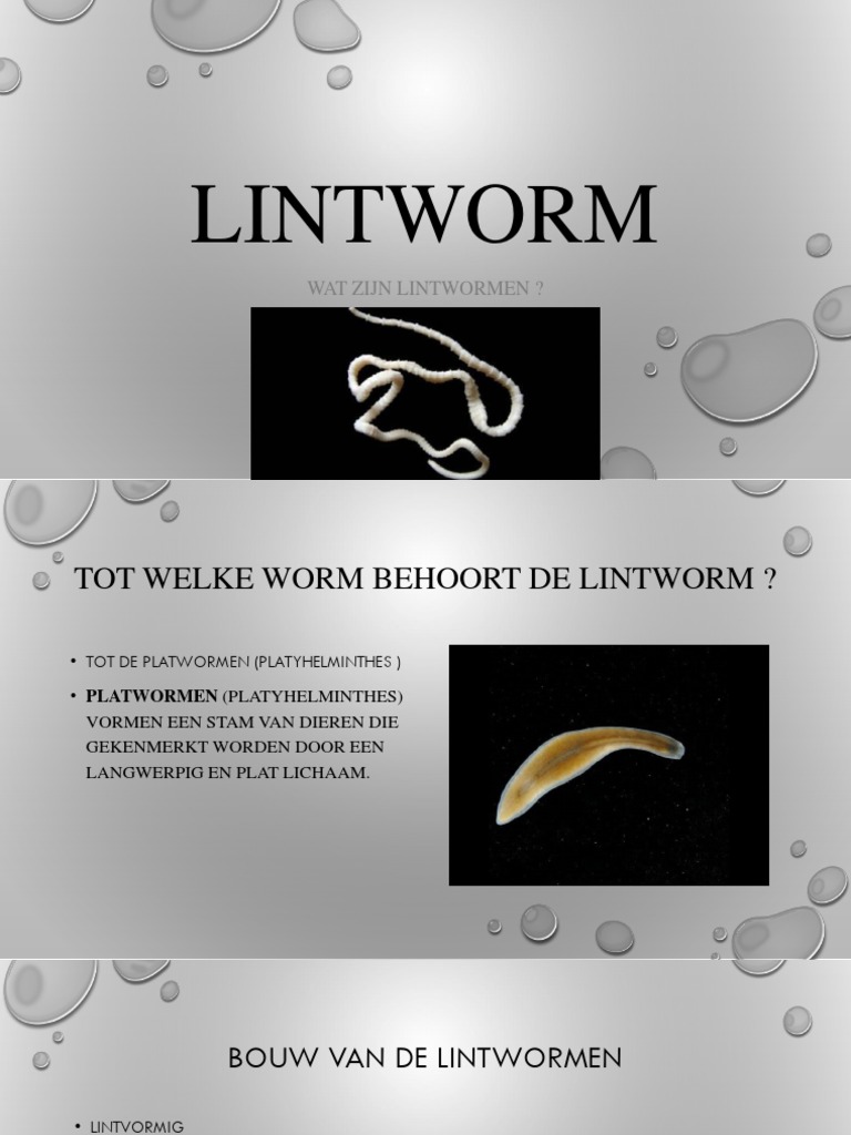 Lintworm Monalisa | PDF