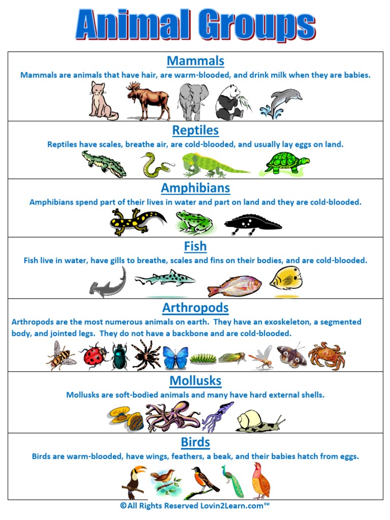 Animal Groups Chart | PDF | Egg | Fish