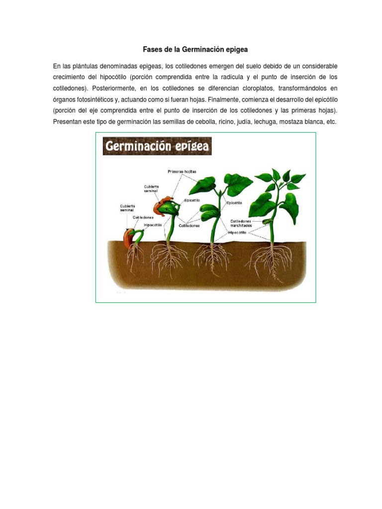 Germinación Epigea y Hipogea | PDF | Germinación | Plantas