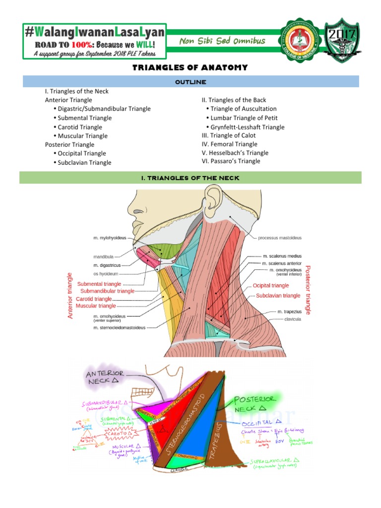 Triangles of Anatomy | PDF | Common Carotid Artery | Neck
