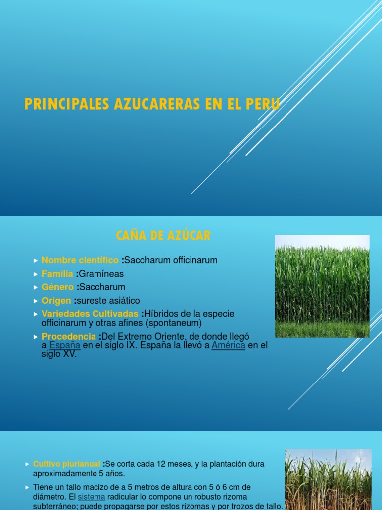 Principales Azucareras en El Peru 1 | PDF | Melaza | Ron