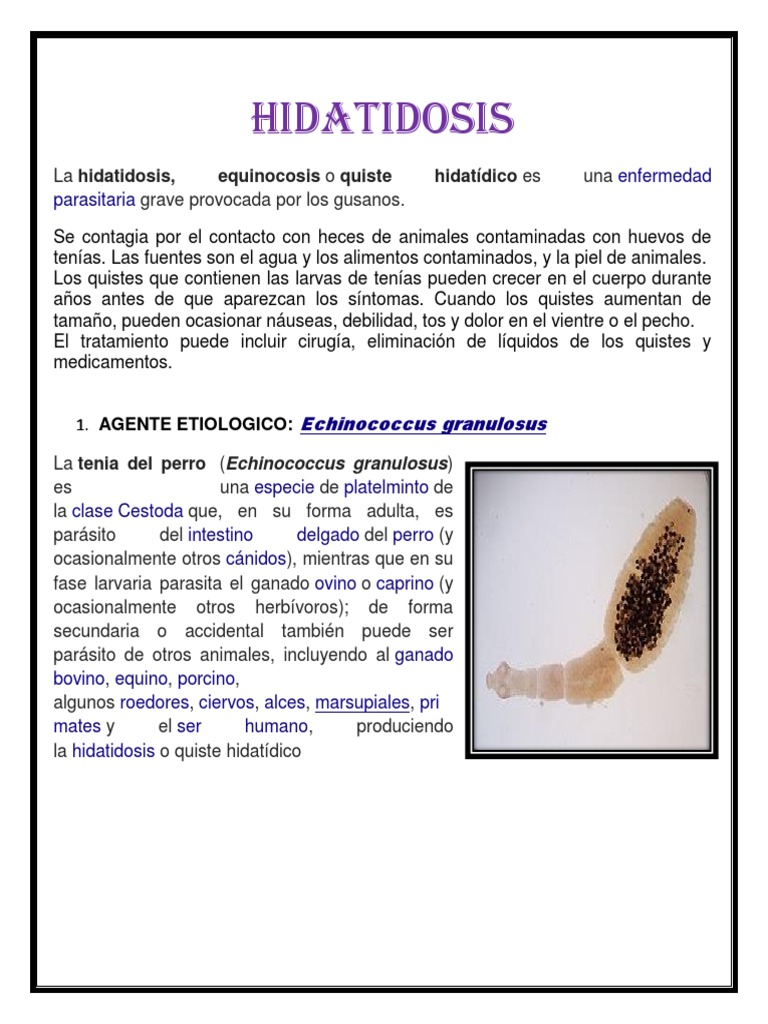 Hidatidosis: síntomas y tratamiento | PDF | Especialidades Medicas ...