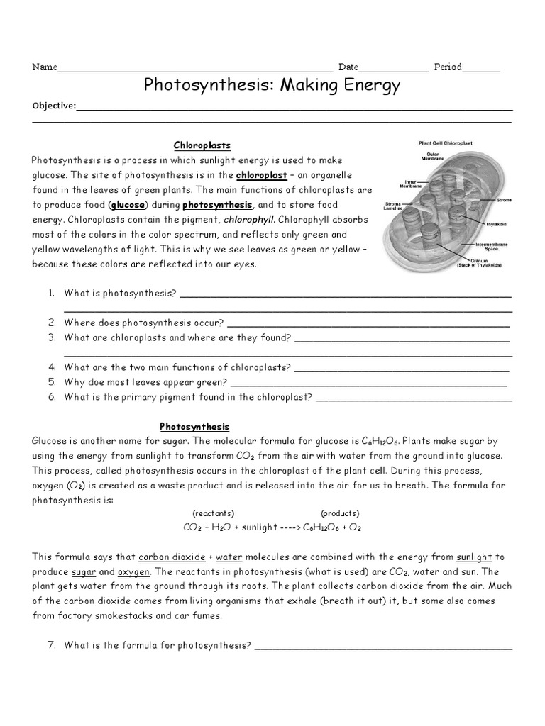 Photosynthesis Worksheet | PDF | Photosynthesis | Chloroplast