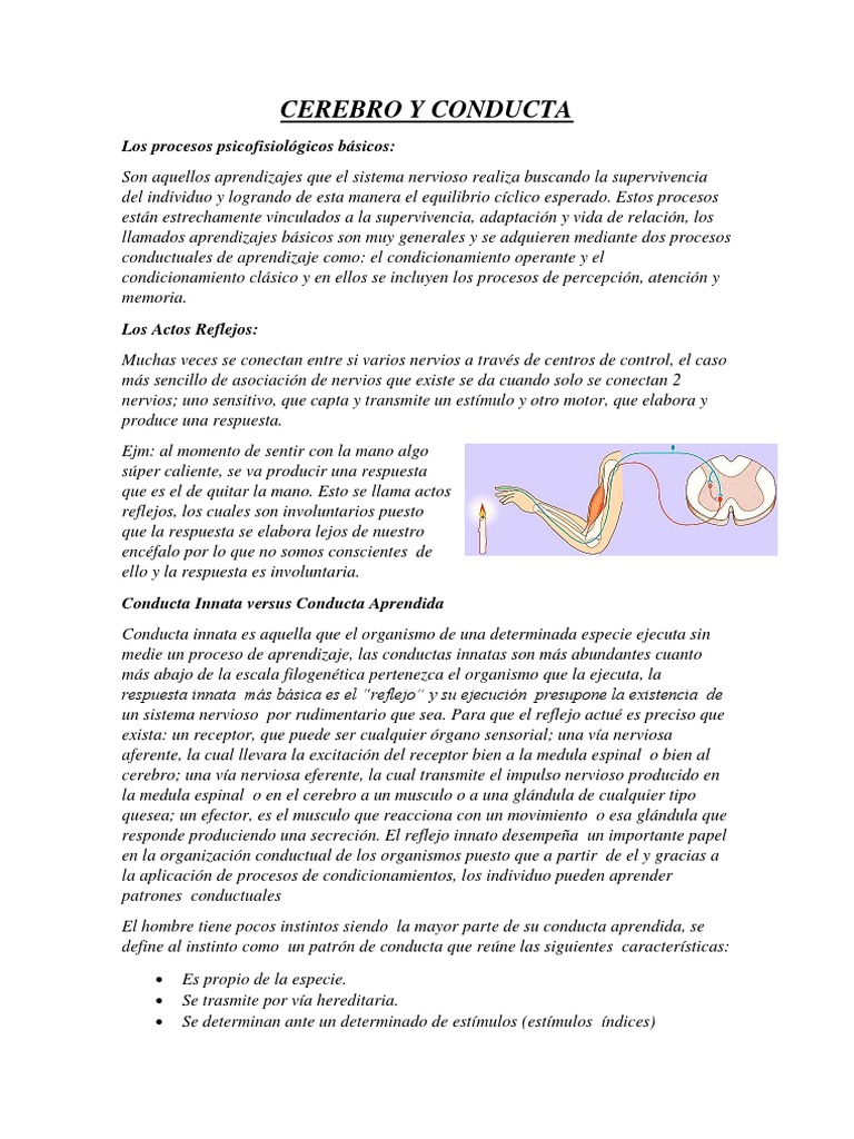 Cerebro y Conducta | PDF | Cerebro | Nervio