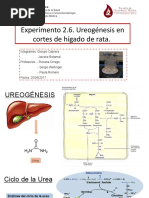 Enzima Invertasa | PDF | Sacarosa | Química