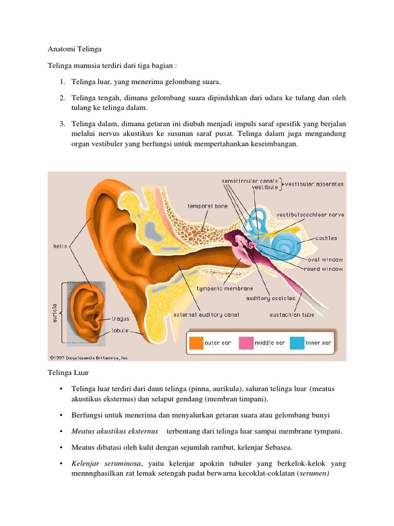 Anatomi dan Fungsi Telinga Manusia | PDF