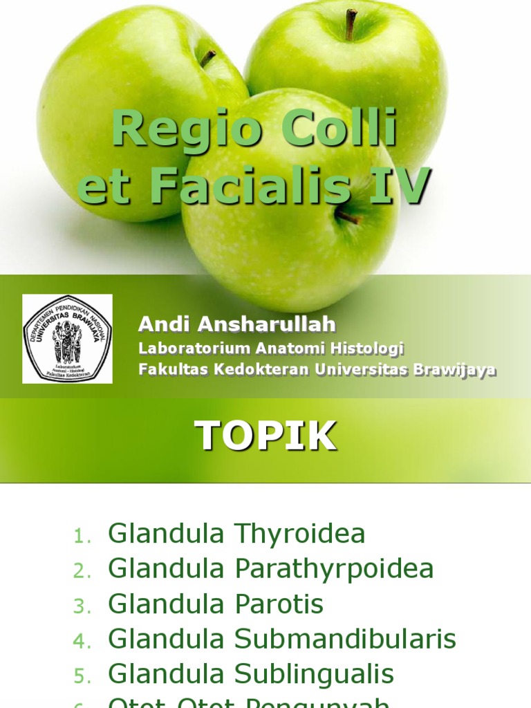 Regio Colli Et Facialis IV | PDF