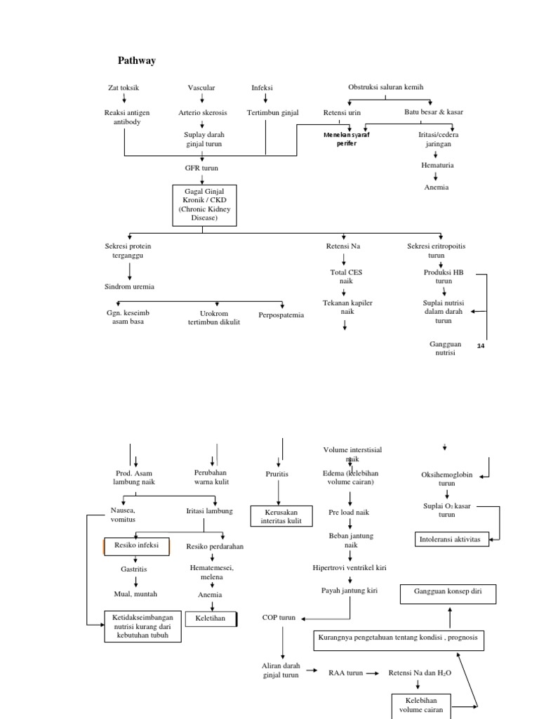 Pathophysiology of Chronic Kidney Disease: A Visual Depiction of the ...