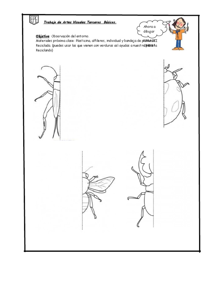 Simetria en Insectos | PDF