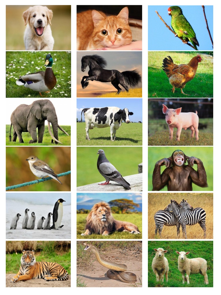 Imagenes de Animales | PDF