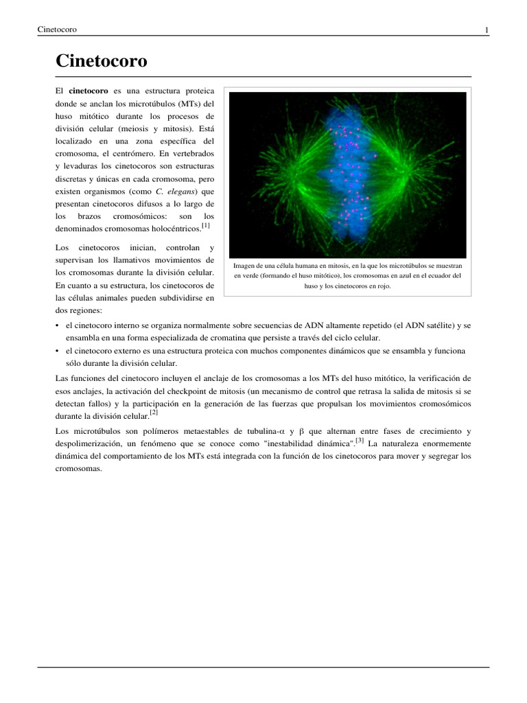 Estructura y función del cinetocoro | PDF | Mitosis | Biología Celular