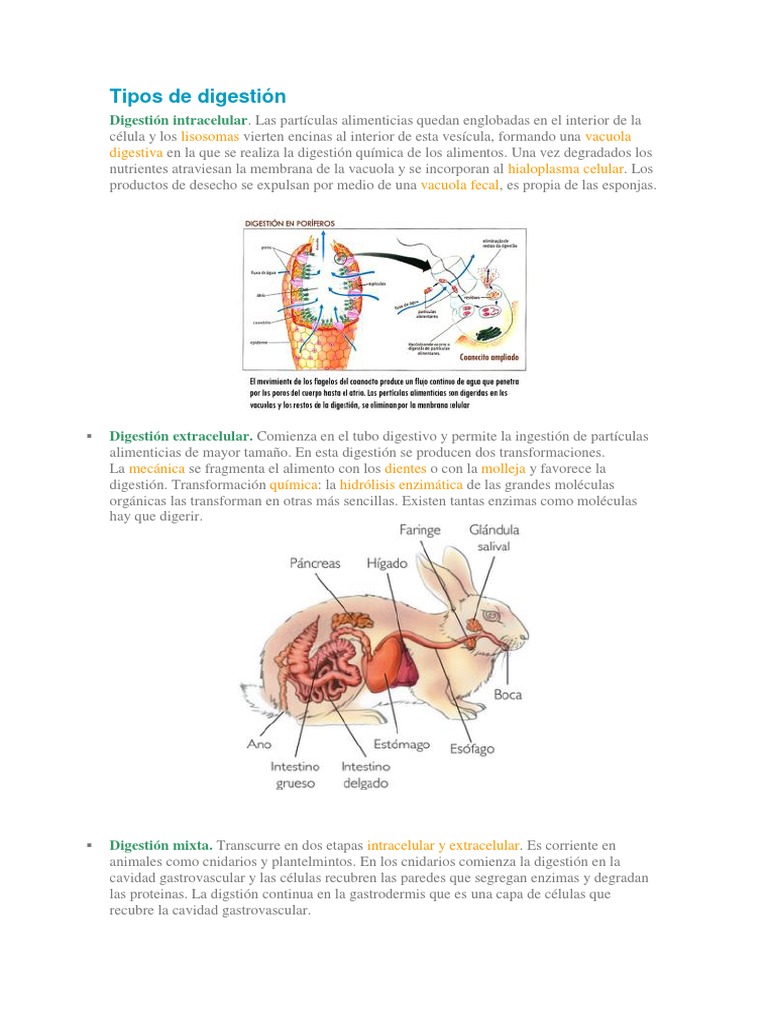 Tipos de Digestión | PDF | Salud y bienestar