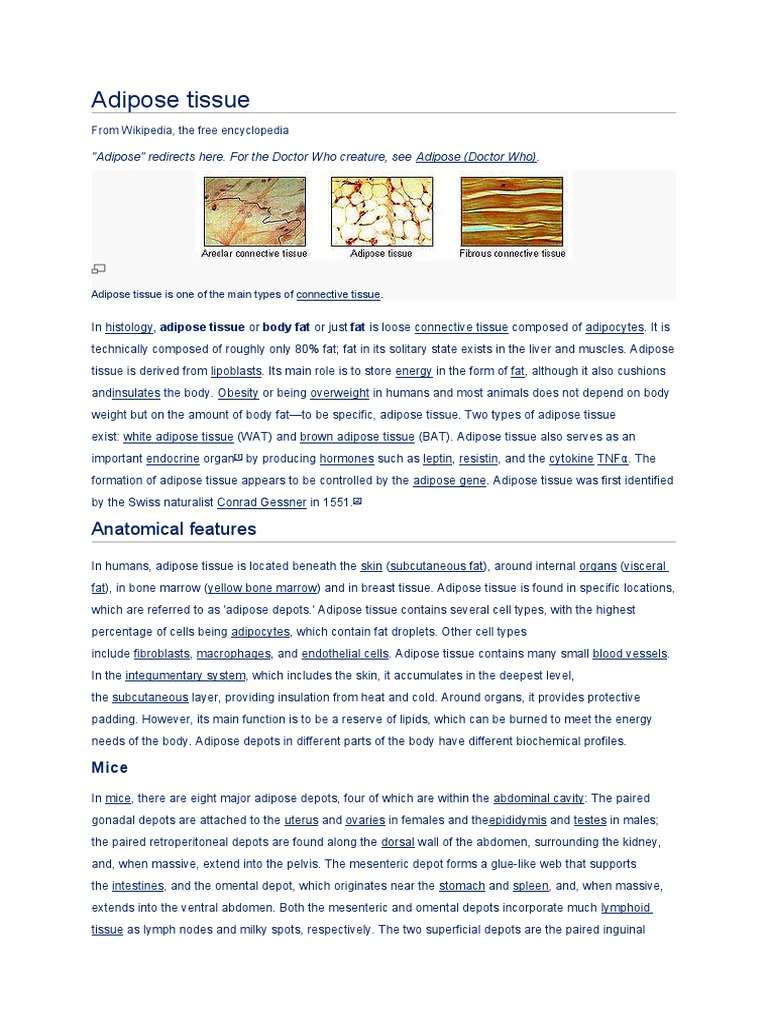 Adipose Tissue: Anatomical Features | PDF | Adipose Tissue | Abdominal ...