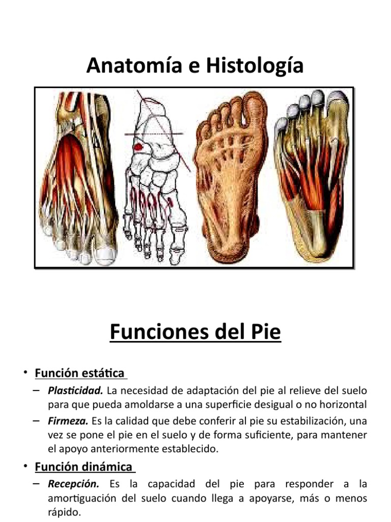 Anatomia Del Pie-2 | PDF