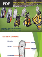 Caja Entomológica | PDF | Insectos | Papel