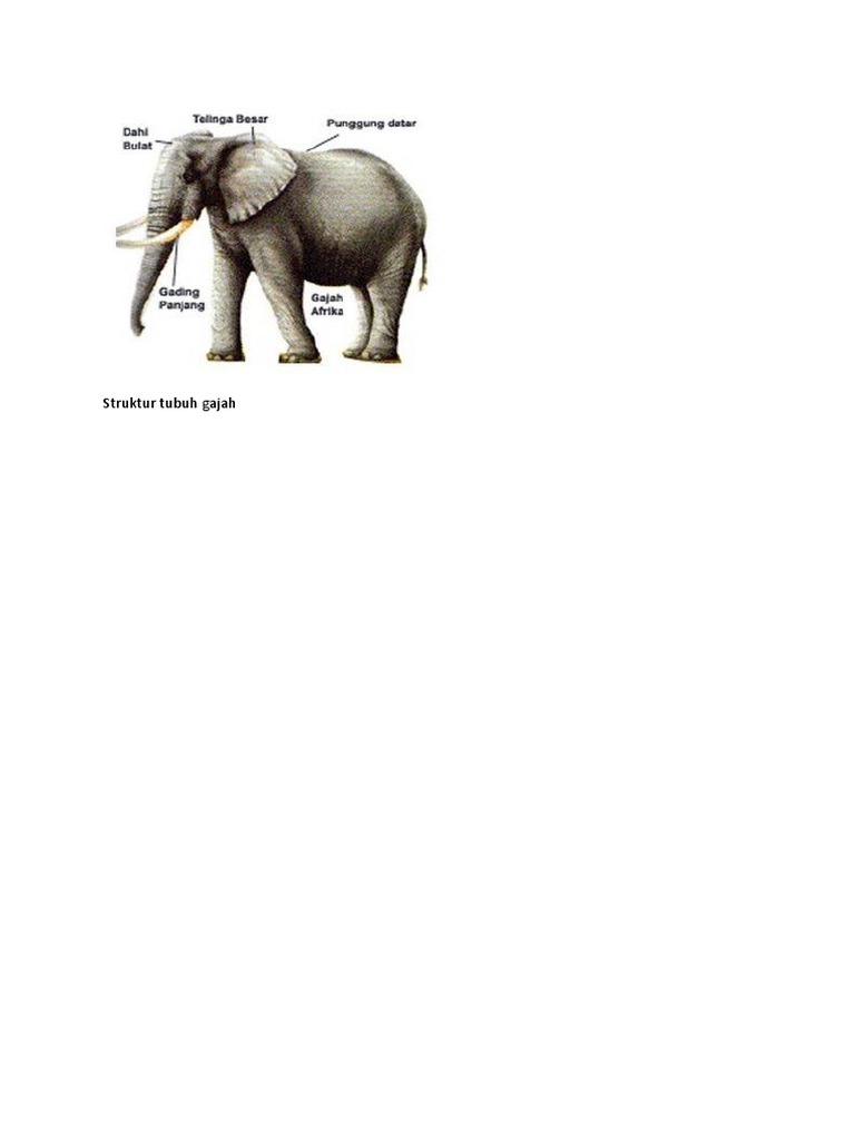 Struktur tubuh gajah