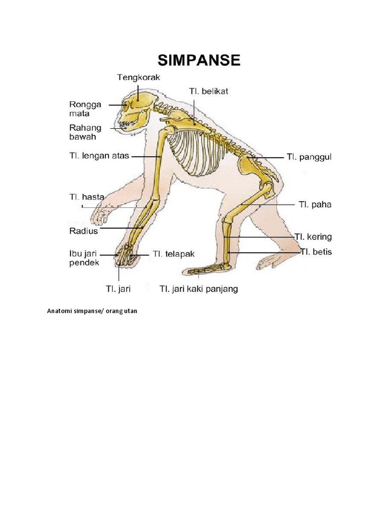 Anatomi Simpanse Atau Orangutan | PDF