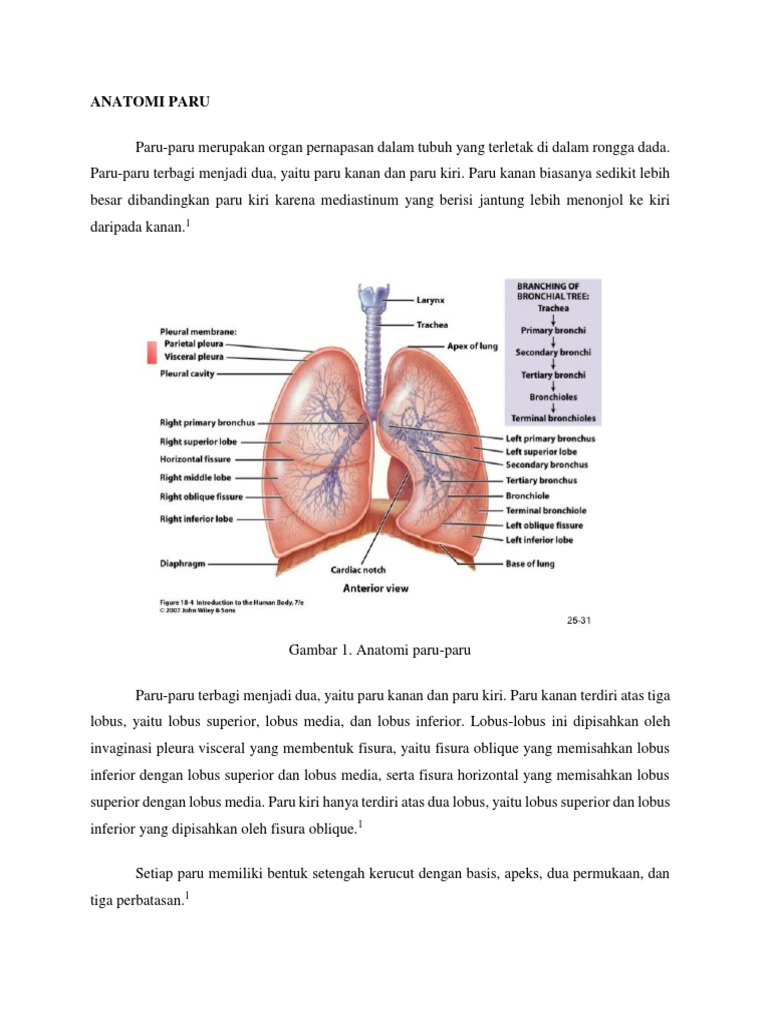 Anatomi Paru | PDF