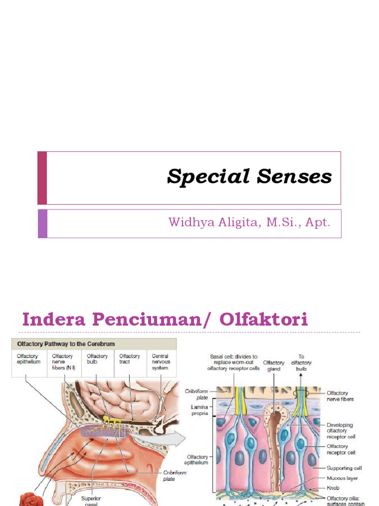 877424_Sistem Panca Indera