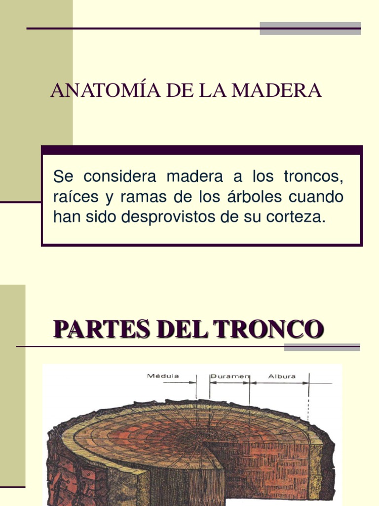 Anatomia de La Madera y Tableros Industriales | PDF | Madera | Tallo de ...
