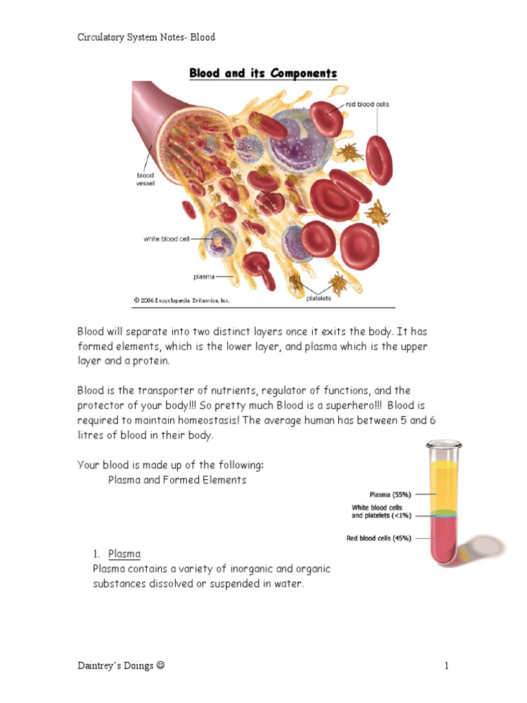 Overview of Blood Components | PDF | Lymphatic System | Lymph