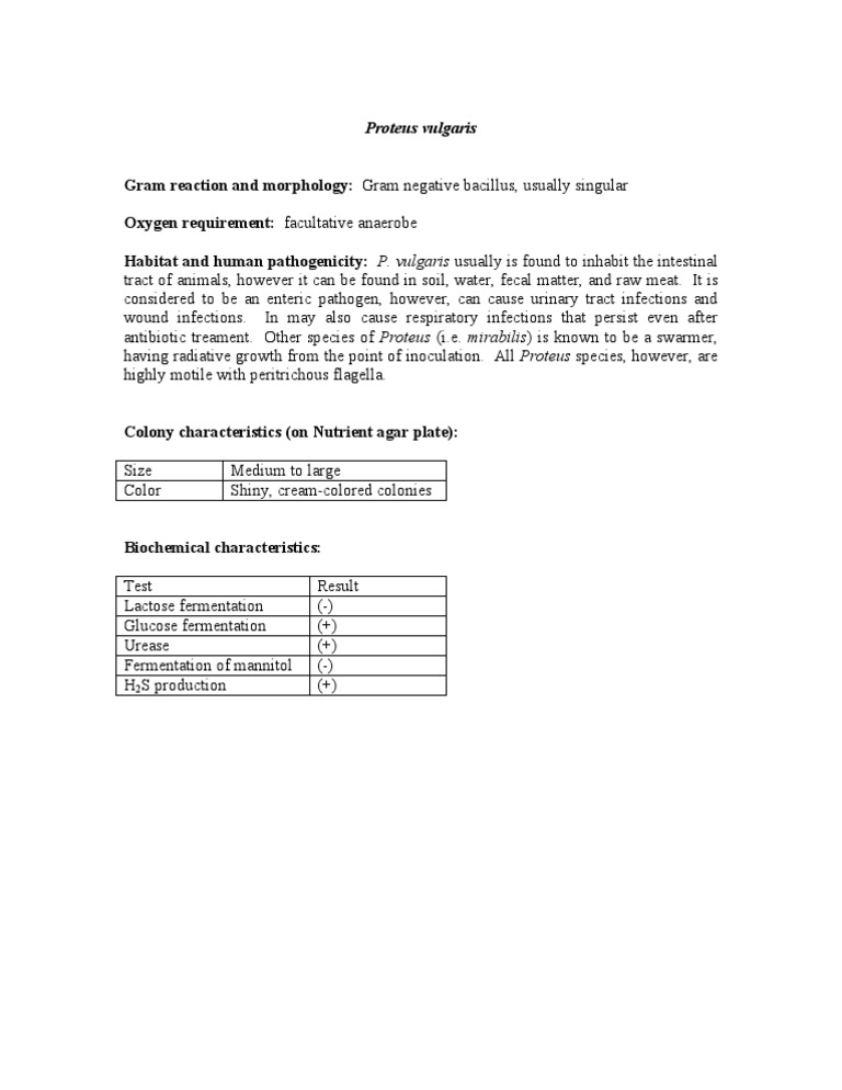 Proteus Vulgaris Morphology