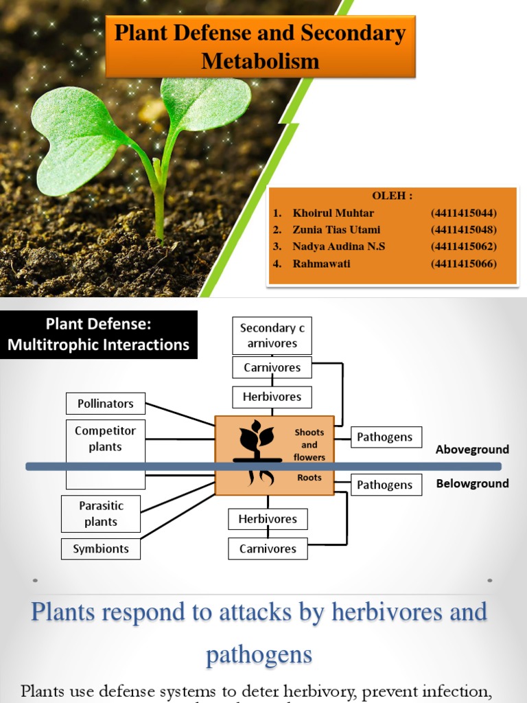 Plant Defense and Secondary Metabolism | PDF | Phenols | Herbivore