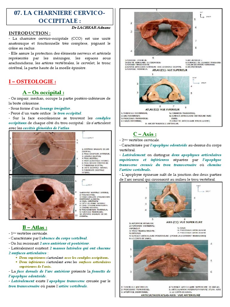 Anatomie de la Charnière Cervico-Occipitale | PDF | Vertèbre | Colonne ...