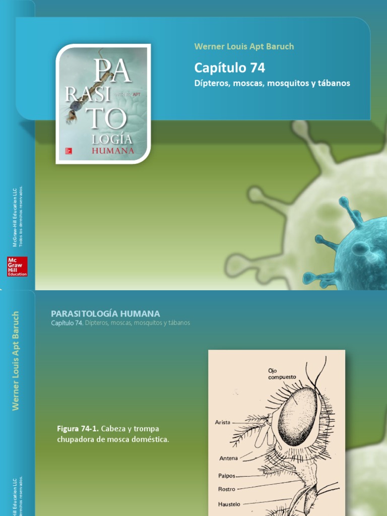 Apt Figuras c74 Dipteros Moscas Tabanos | PDF | Mosca | Mosquito