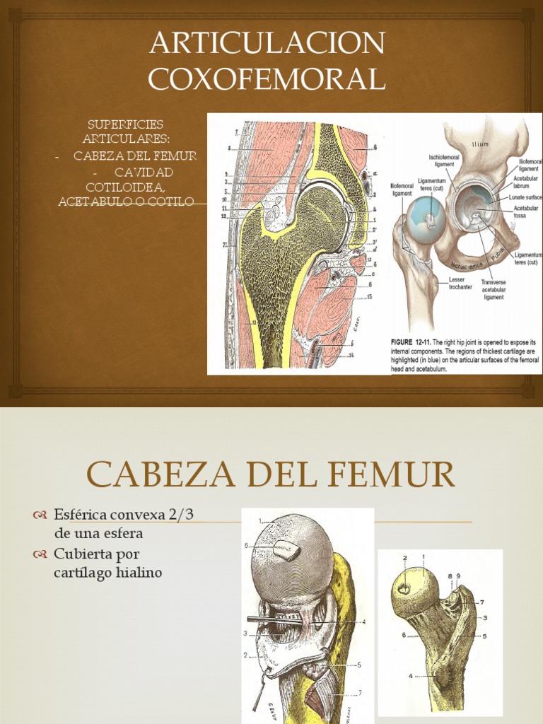 Articulacion Coxofemoral | PDF