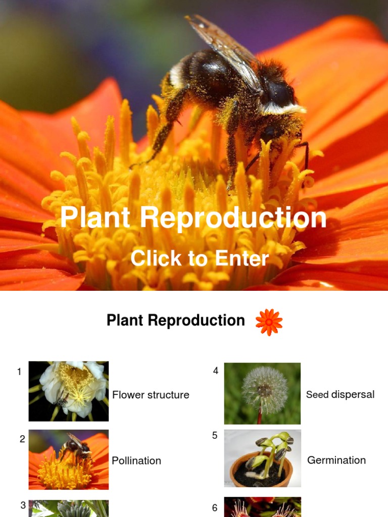 Plant Reproduction: Click To Enter | Download Free PDF | Pollination ...