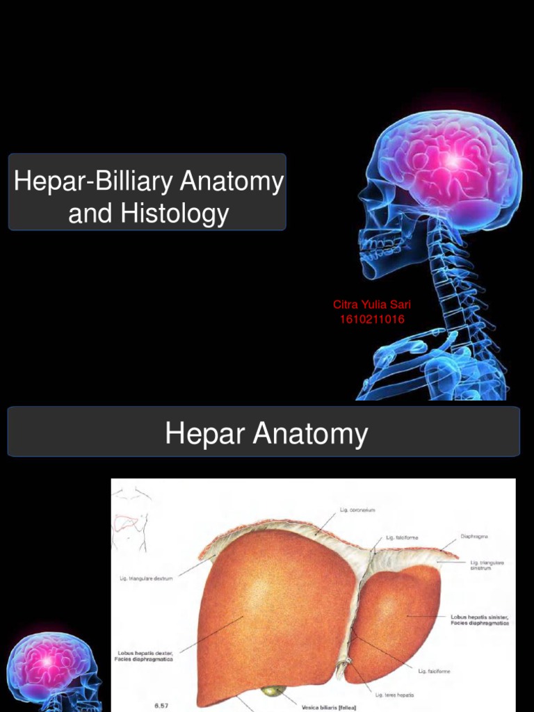 Hepar-Billiary Anatomy and Histology: Citra Yulia Sari 1610211016 | PDF ...