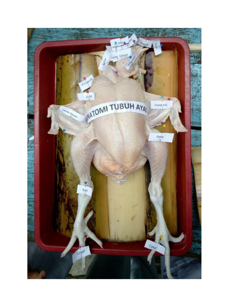 Anatomi Tubuh Ayam | PDF