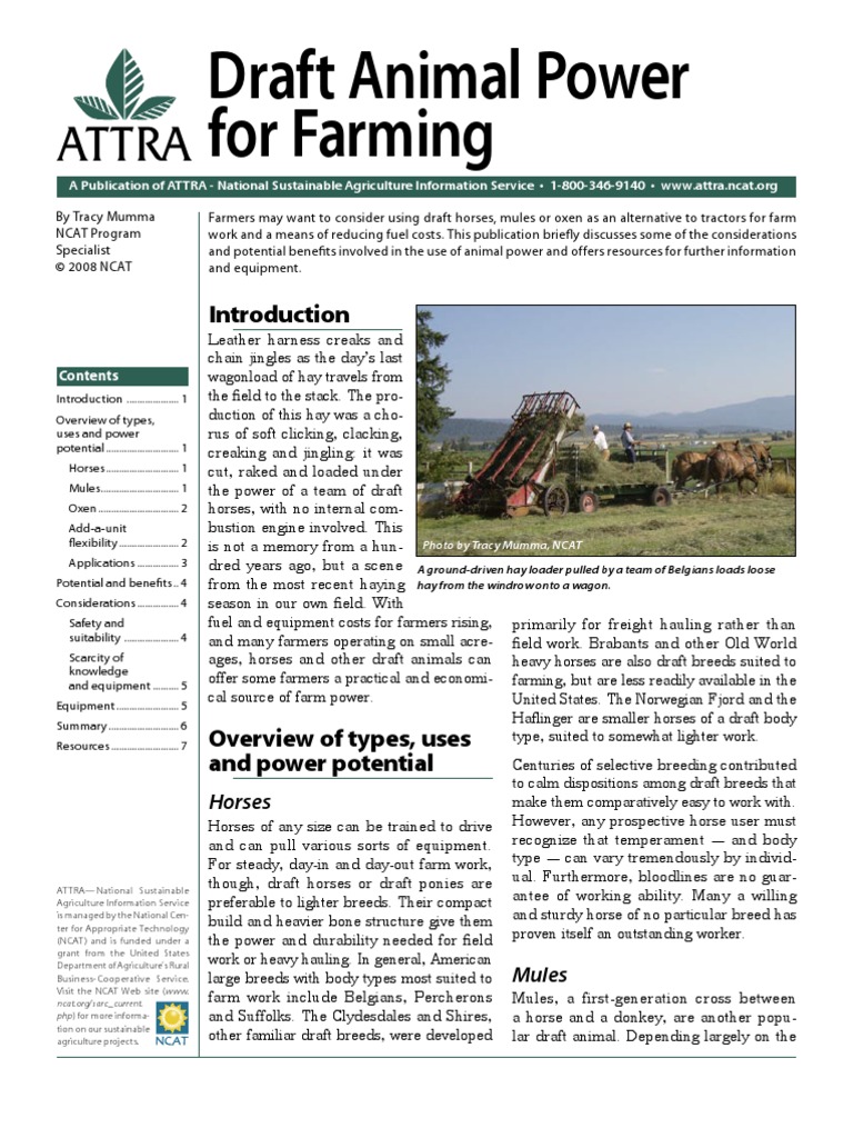 Attra: Draft Animal Power For Farming | PDF | Cattle | Calf