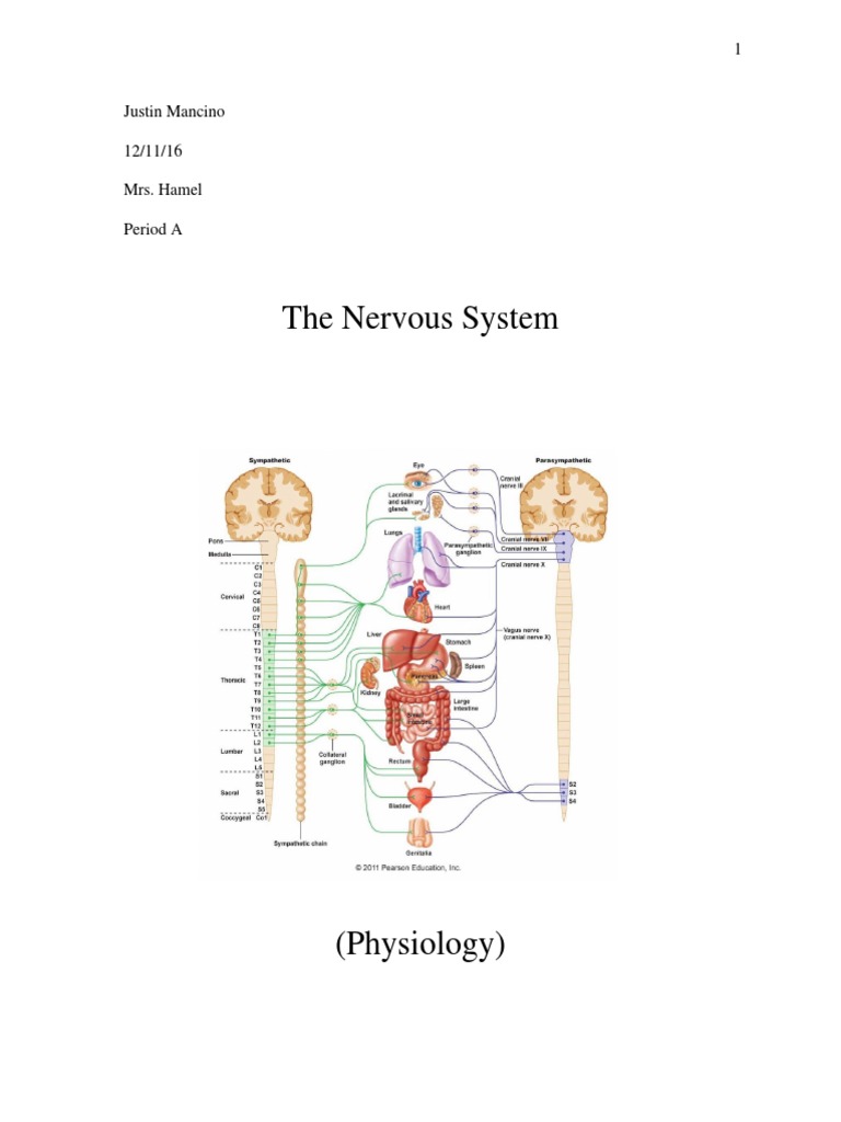 The Nervous System | PDF | Nervous System | Neuron
