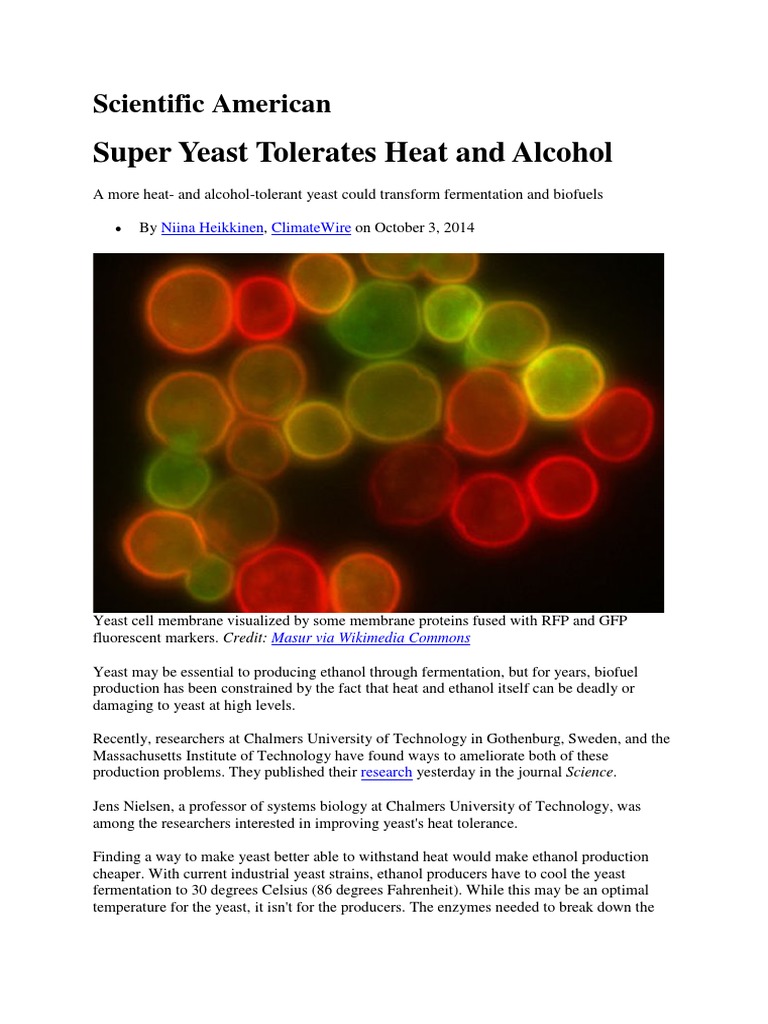 Super Yeast Tolerates Heat and Alcohol: Scientific American | PDF ...