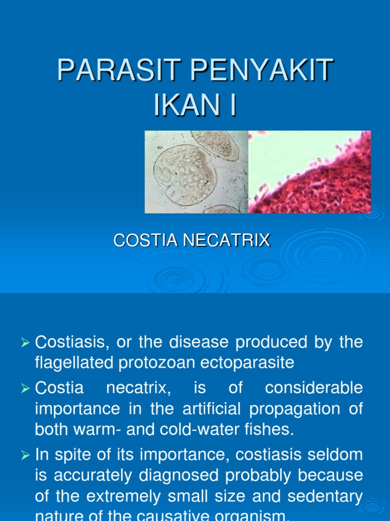 Kuiah 11 Costia | PDF | Protozoa | Cell Biology