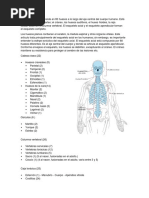 Prueba de Adams | PDF | La columna vertebral | Escoliosis
