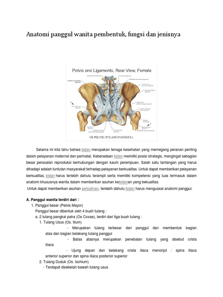 Anatomi Panggul Wanita Dan Pria | PDF | Kesehatan Holistik | Sains ...