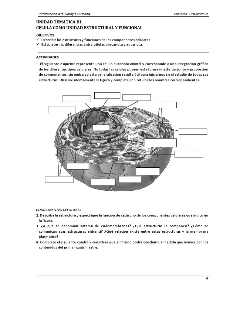 Guía de Ejercicios: Estructura y Función Celular. | PDF | Citoesqueleto ...