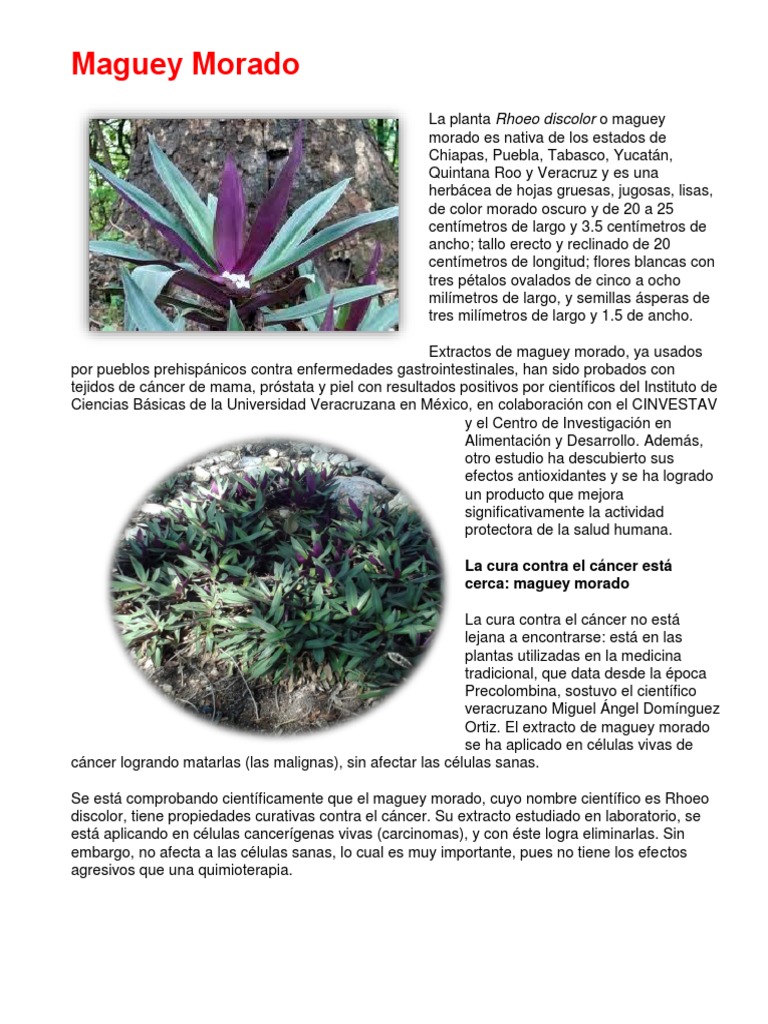 Tipos de Maguey | PDF | Plantas | Organismos