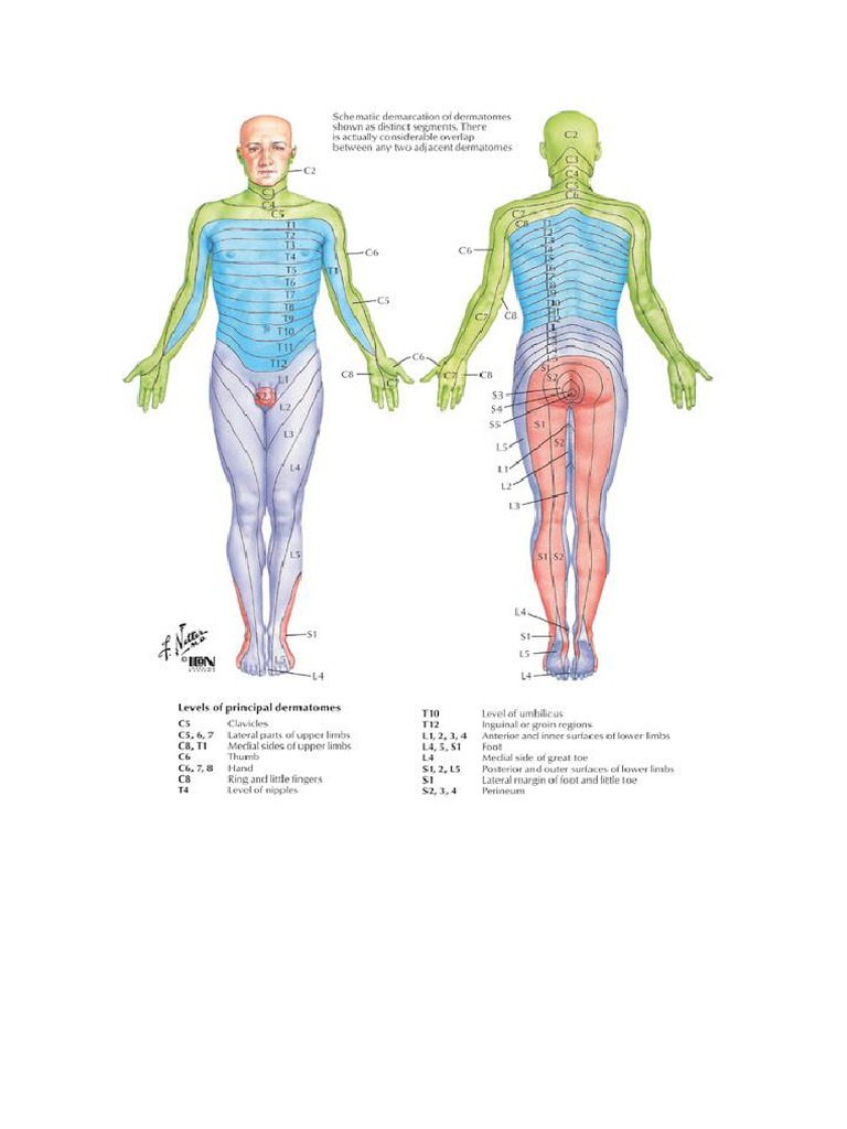 Dermatom Map of the Human Body | PDF | Limbs (Anatomy) | Human Anatomy