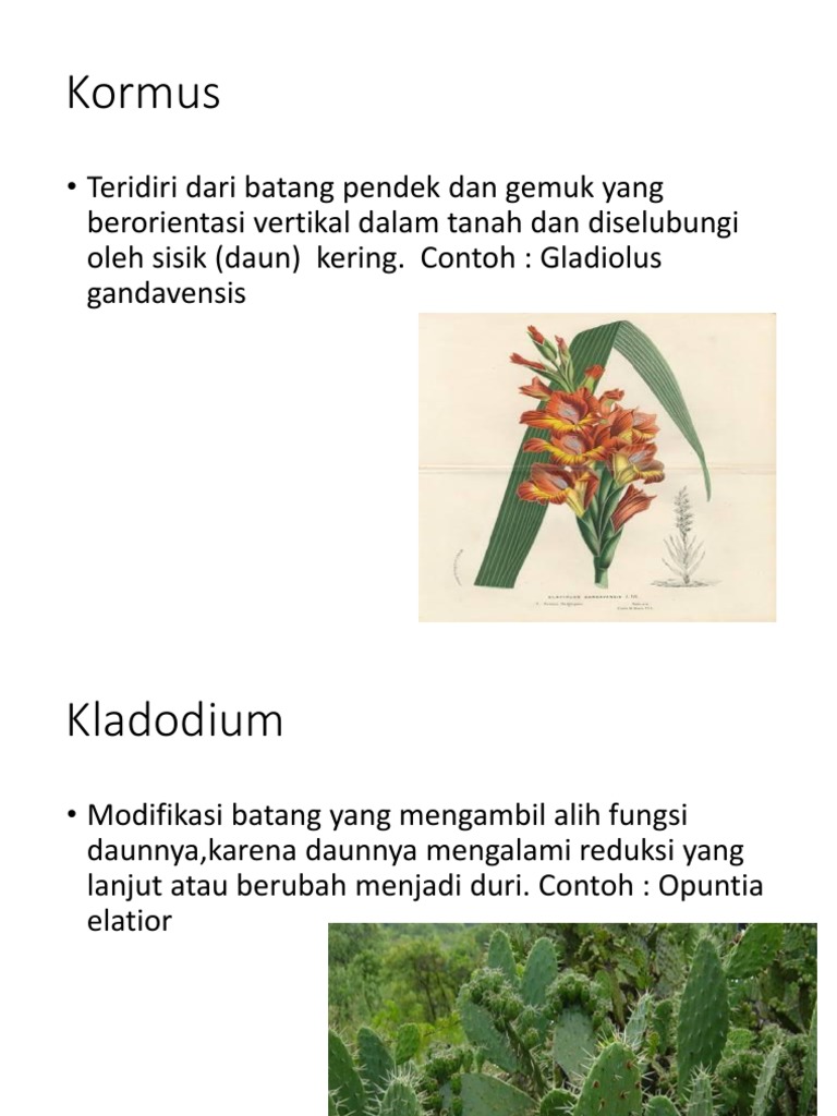 Kormus dan Kladodium: Jenis Modifikasi Batang dan Daun Tanaman | PDF